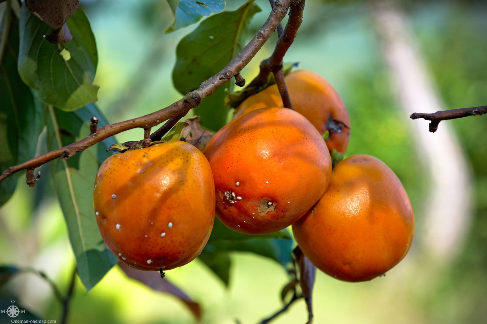 Andong: Of Masks and Confucius | One Man, One Map