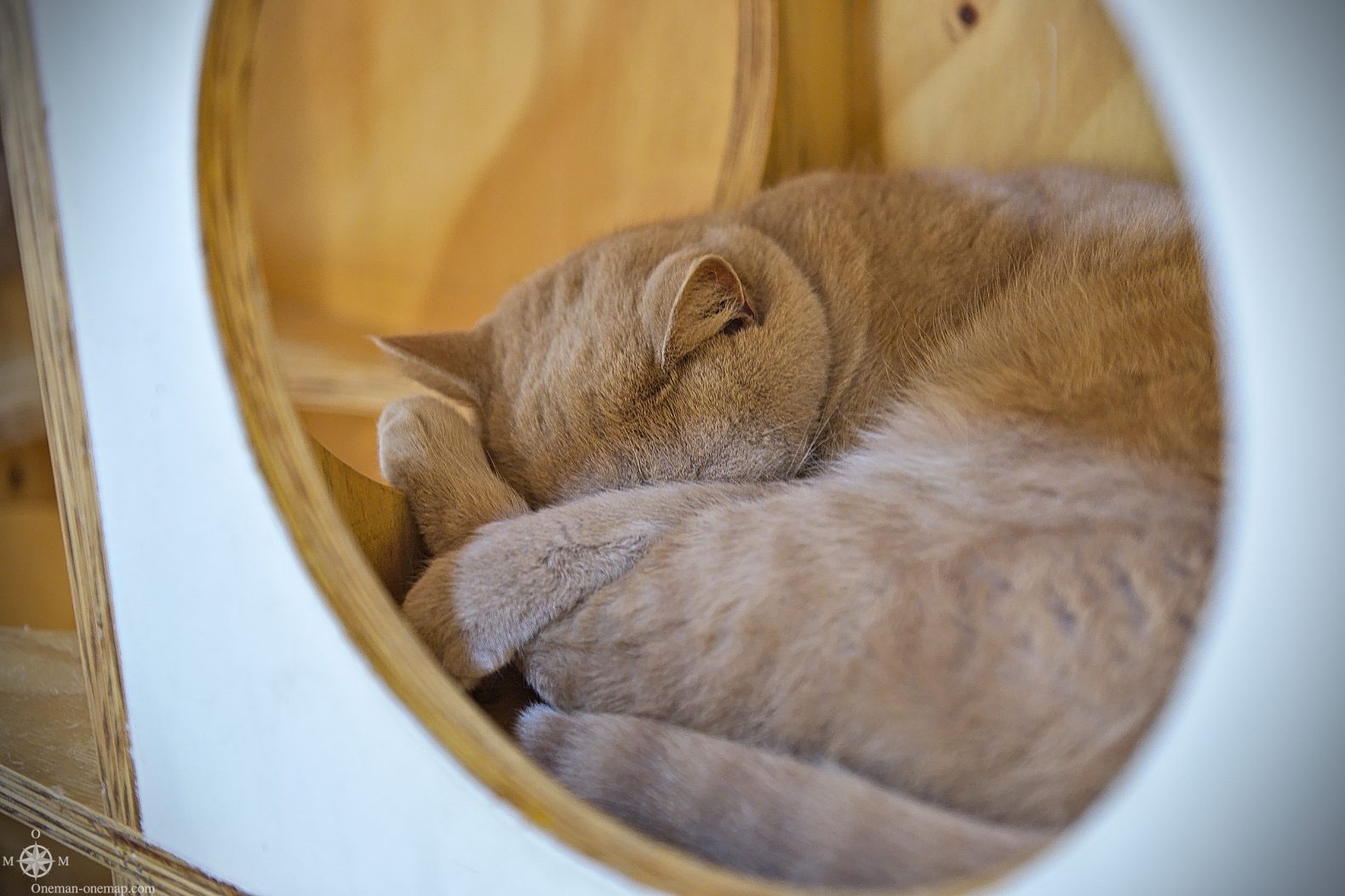 Busan Cat Cafè and Jagalchi Fish Market | One Man, One Map