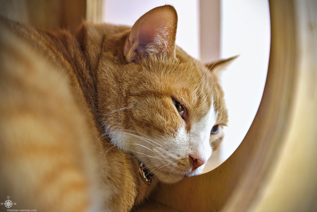 Busan Cat Cafè and Jagalchi Fish Market | One Man, One Map