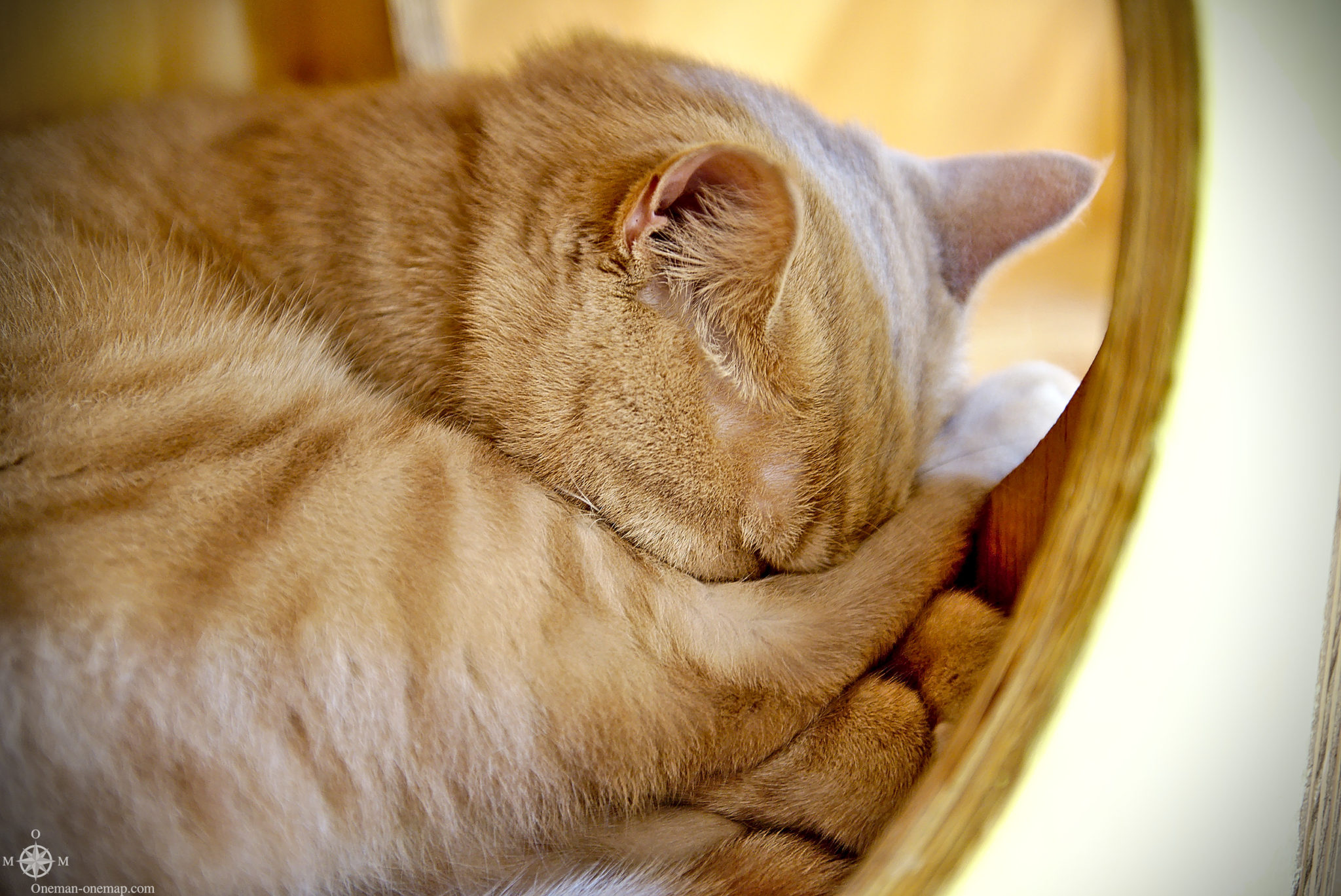 Busan Cat Cafè and Jagalchi Fish Market | One Man, One Map